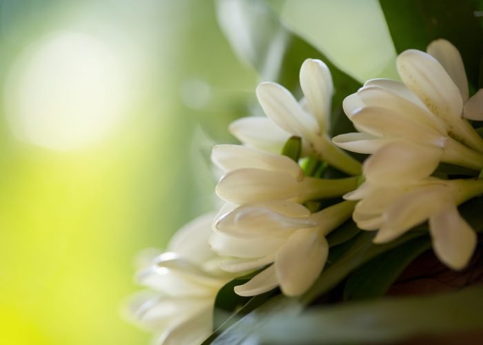 La Tiare Tahiti : emblème parfumé de la Polynésie